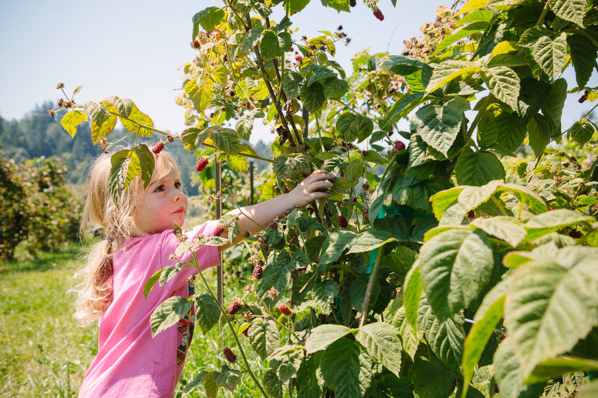 How does the summer CSA work?